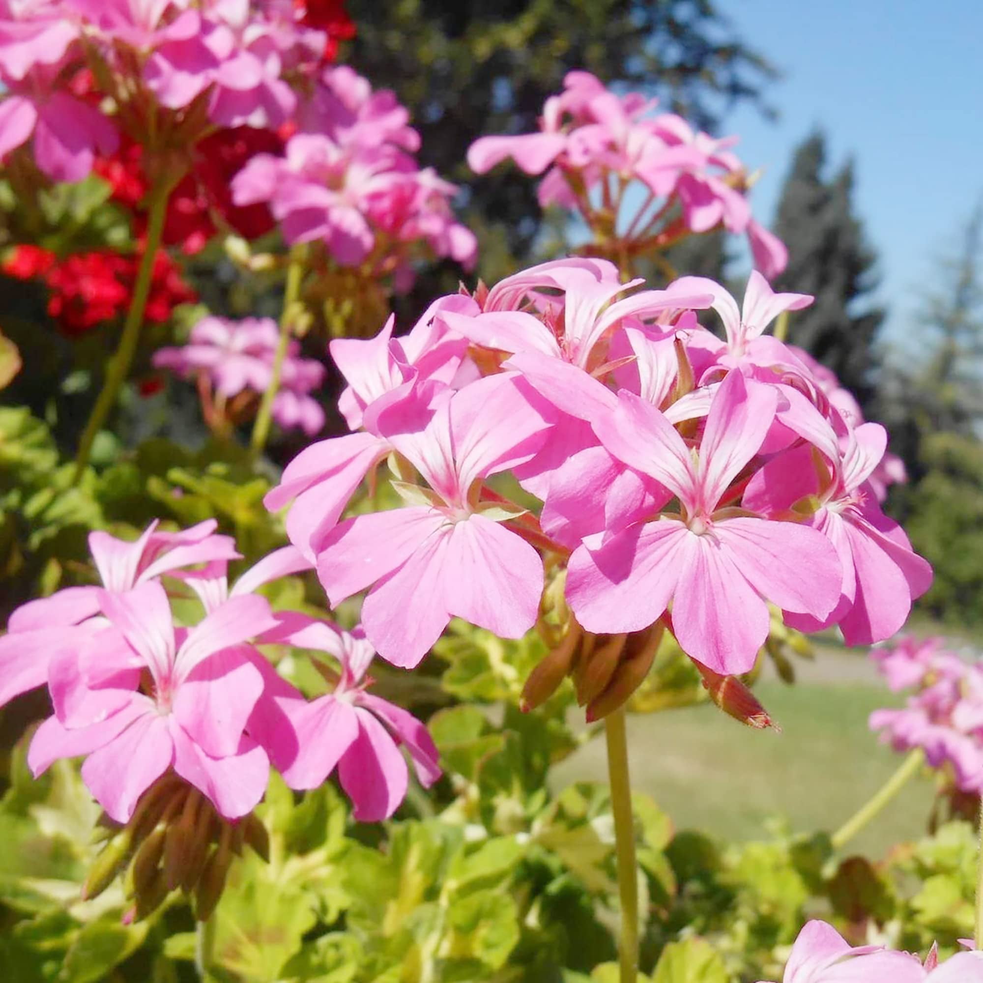 Ivy Geraniums SeedsUMRT Climbing Geranium Fast Growing Ornamental ...