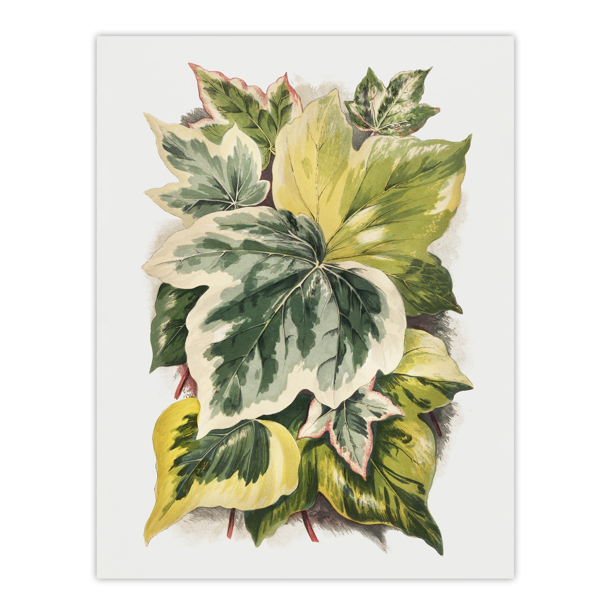 Ivy Leaf Variations Vintage Botanical Hibberd Huge Wall Art Print 18X24 ...