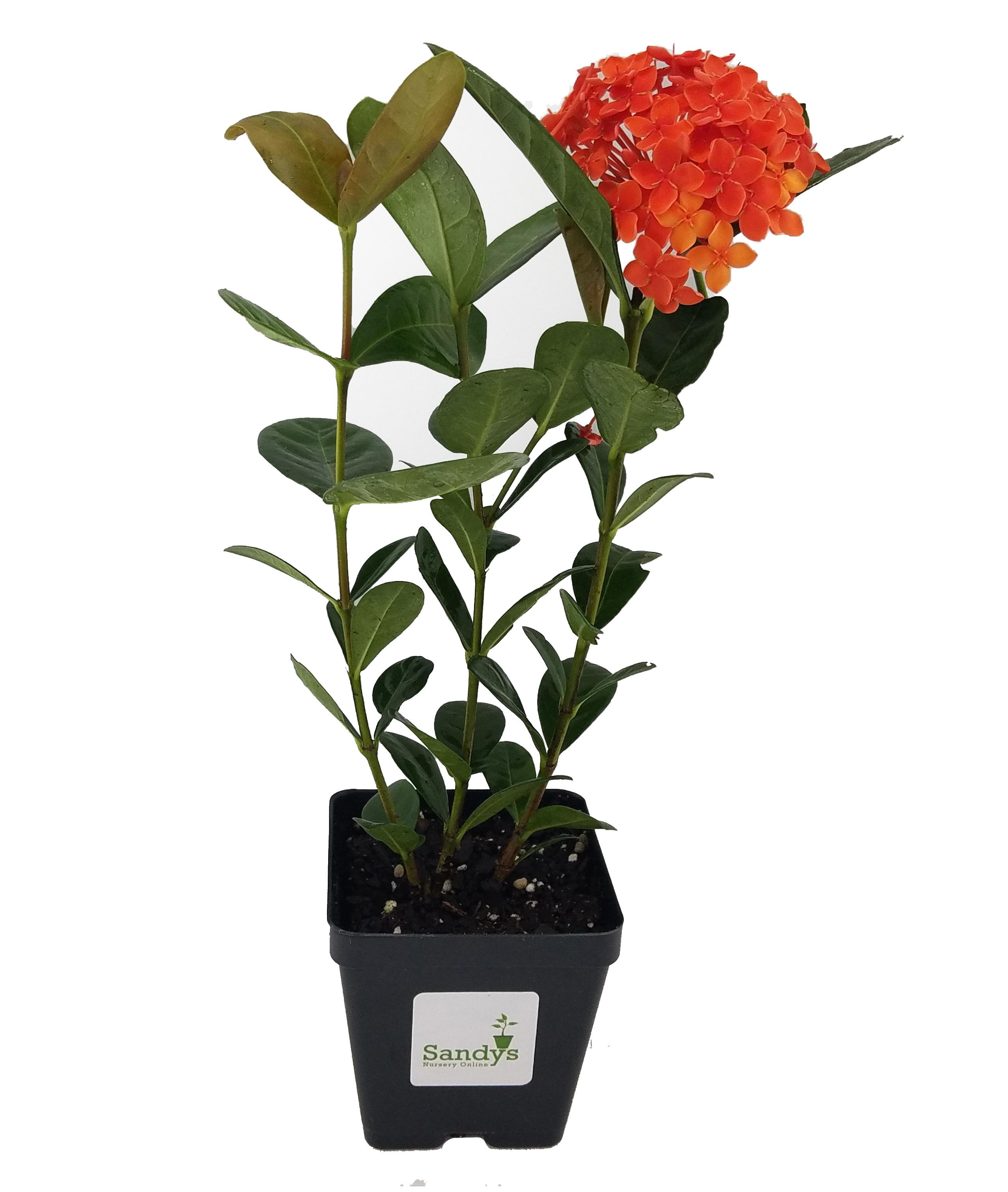 Ixora Coccinea Maui Red 4 Inch Pot - Walmart.com