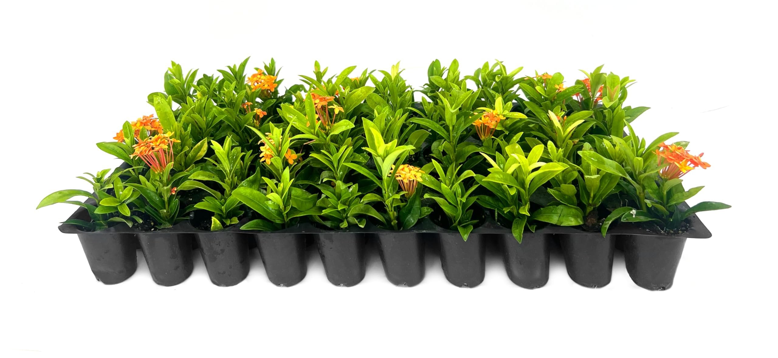 Ixora Dwarf Carmen 40 Live Plants Ixora Coccinea 'Dwarf' Flowering ...