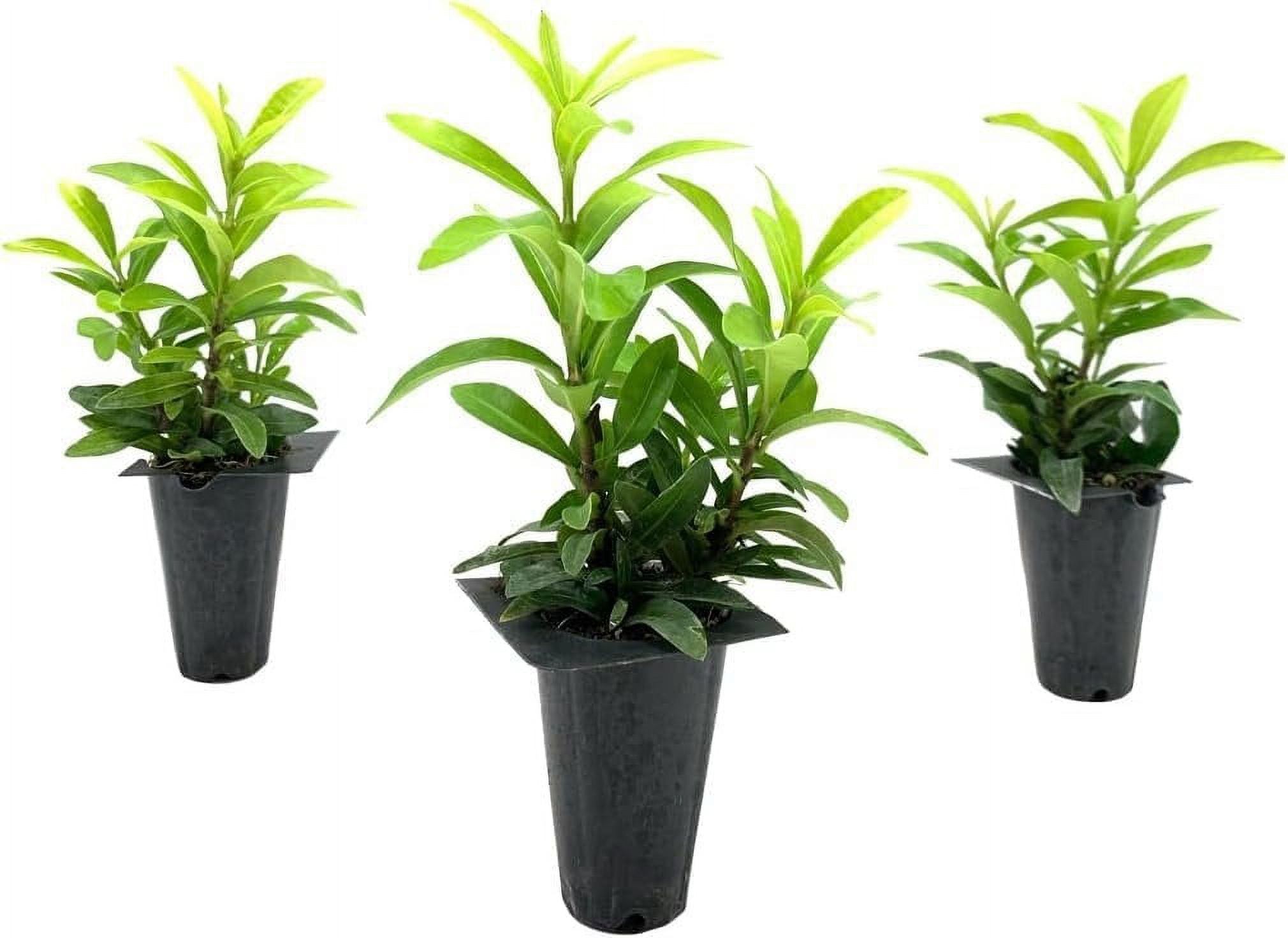 Ixora Dwarf Pink Taiwanensis 3 Live Plants Ixora Chinensis Perfect for ...