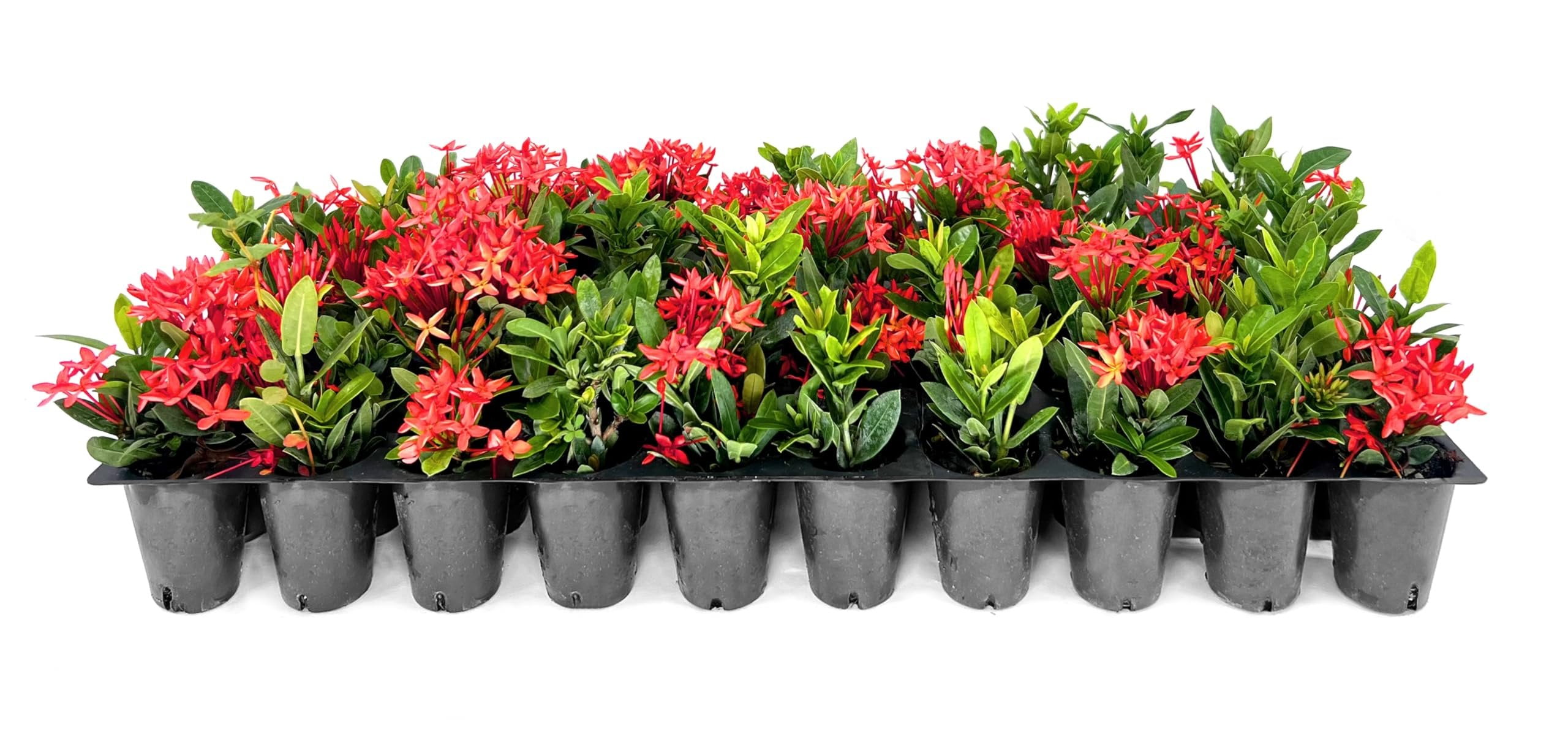 Ixora Dwarf Red 50 Live Plants Ixora Coccinea Flowering Shrub for Garden Tropical Ornamental ...