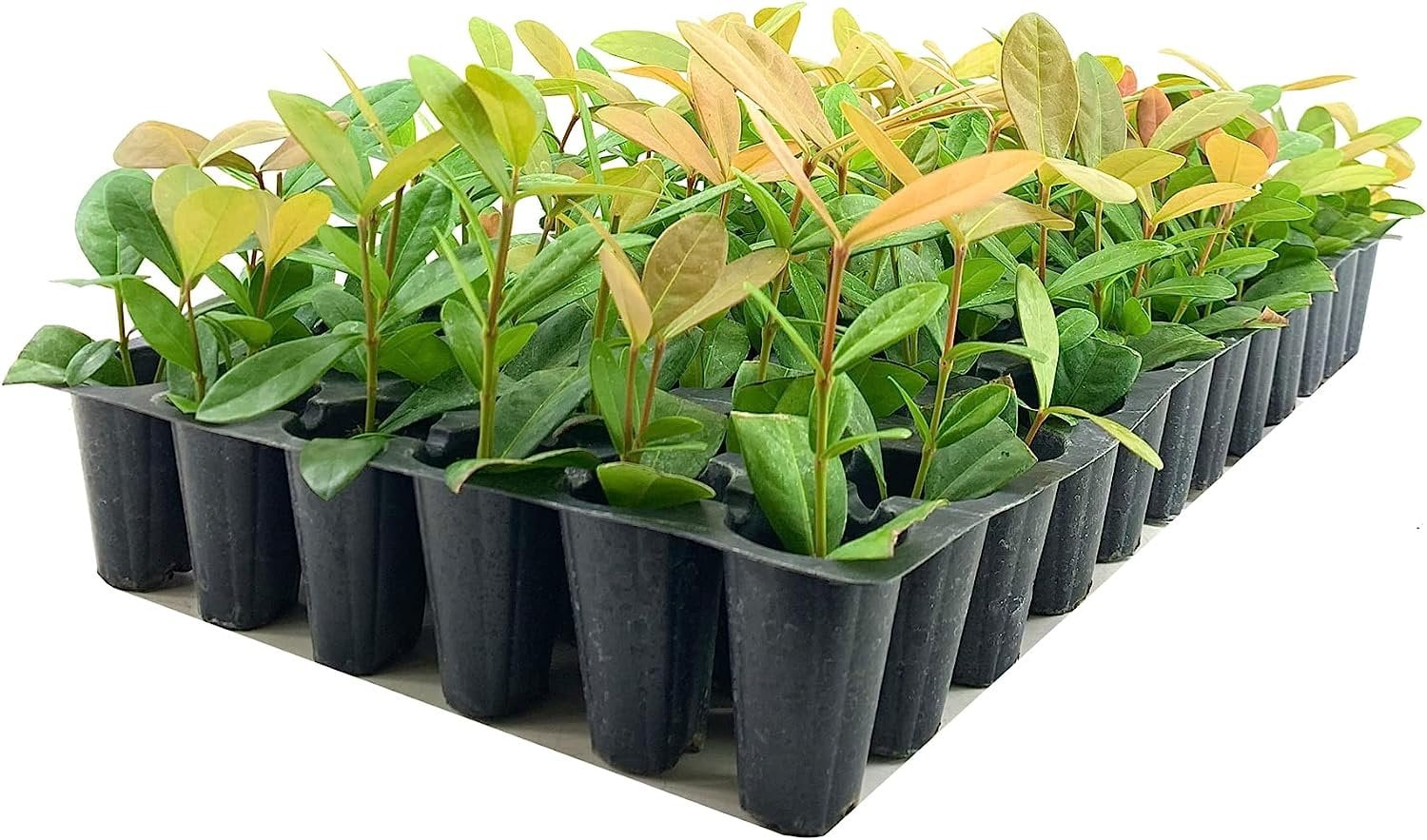 Ixora Maui Red 30 Live Plants Beautiful Vibrant Blooming Butterfly Attracting Shrub Coccinea ...