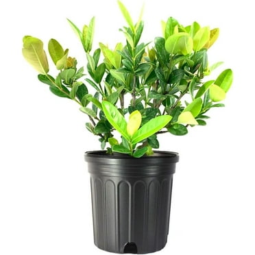 Tropical Plants of Florida 44" to 48" Braided Shrimp Tree; Red Flowers ...