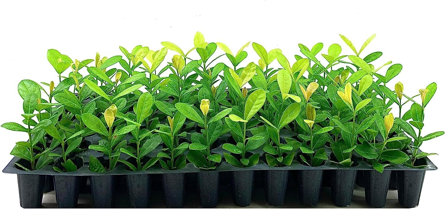 Ixora Maui Yellow 3 Live Plants Beautiful Vibrant Blooming Butterfly ...