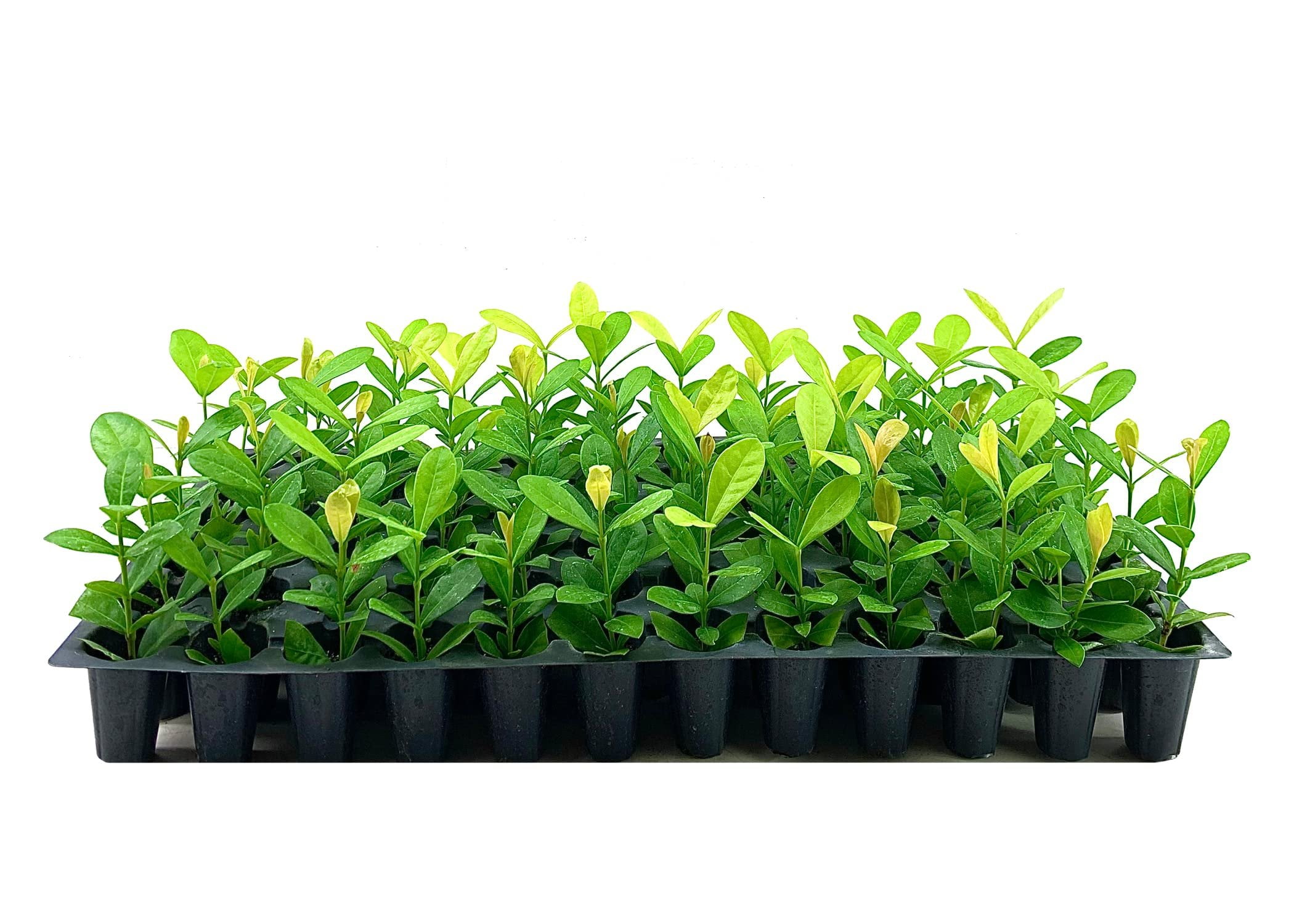 Ixora Maui Yellow 30 Live Plants Beautiful Vibrant Blooming Butterfly Attracting Shrub Coccinea ...