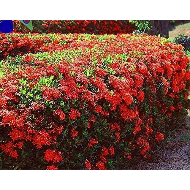 Ixora Taiwanese Red 2 Extra Large 3 Gallon Plants Ixora chinensis Lush ...
