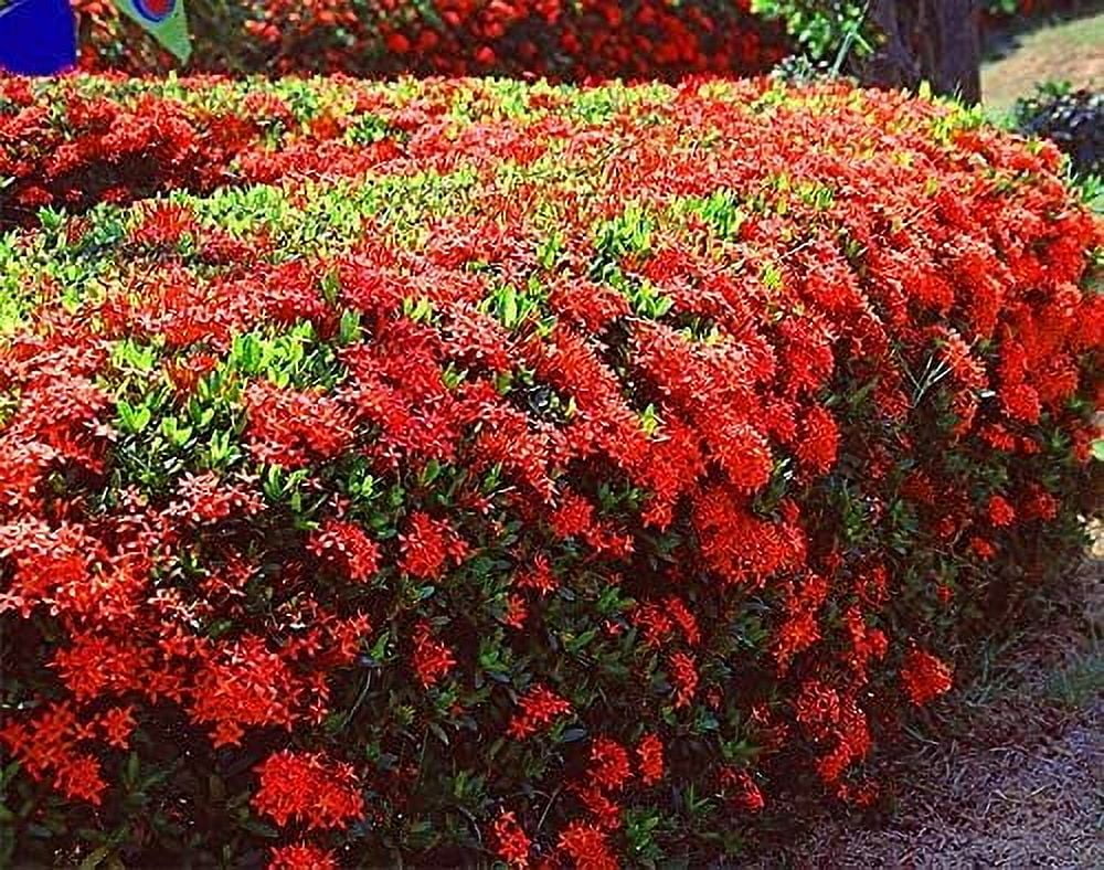 Ixora Taiwanese Red 3 Extra Large 3 Gallon Plants Ixora chinensis Lush ...