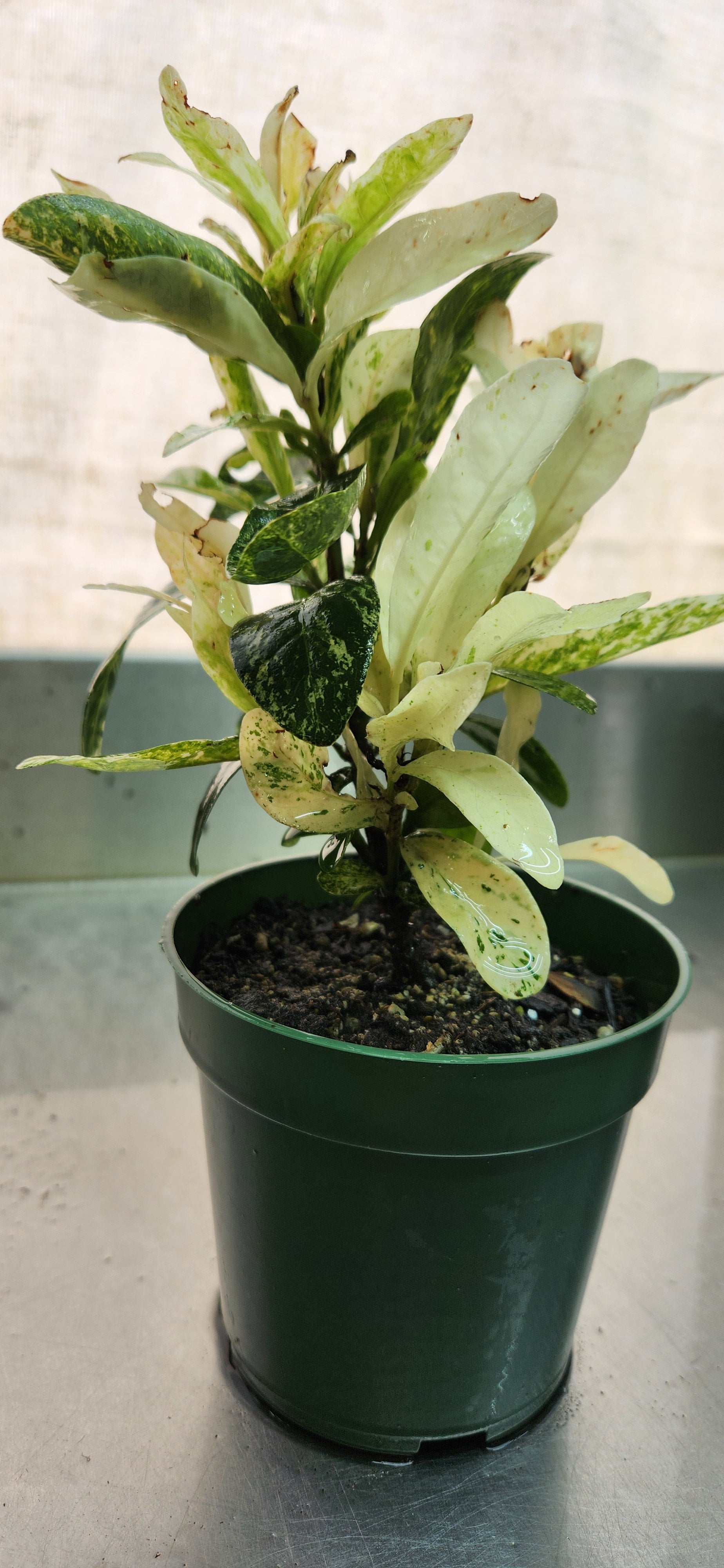 Ixora Thai Snow Hybrid Variegated White Flower 4 Inch pot - Walmart.com