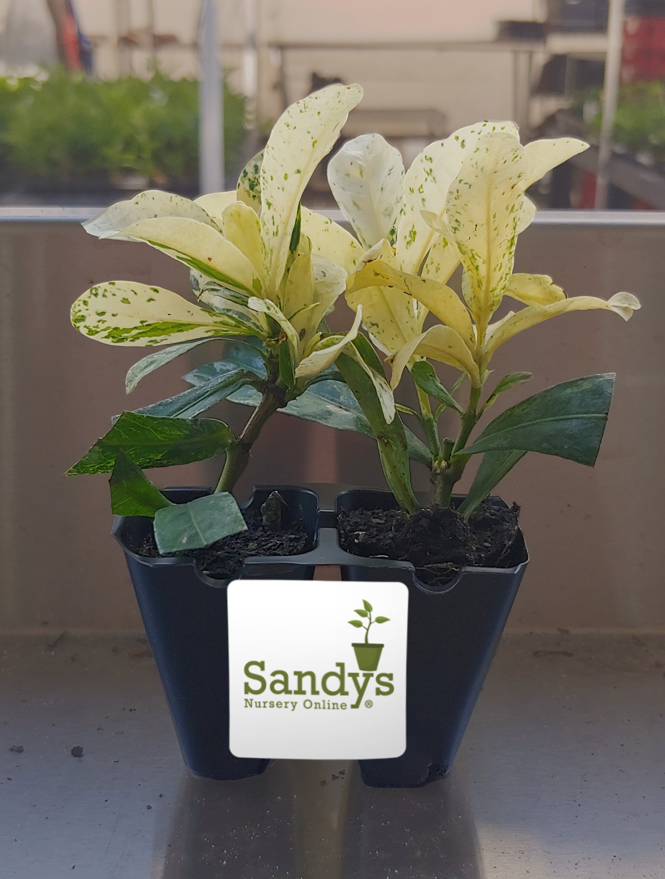 Ixora Thai Snow Hybrid Variegated White Flower Starter Plant, Lot of 2 ...