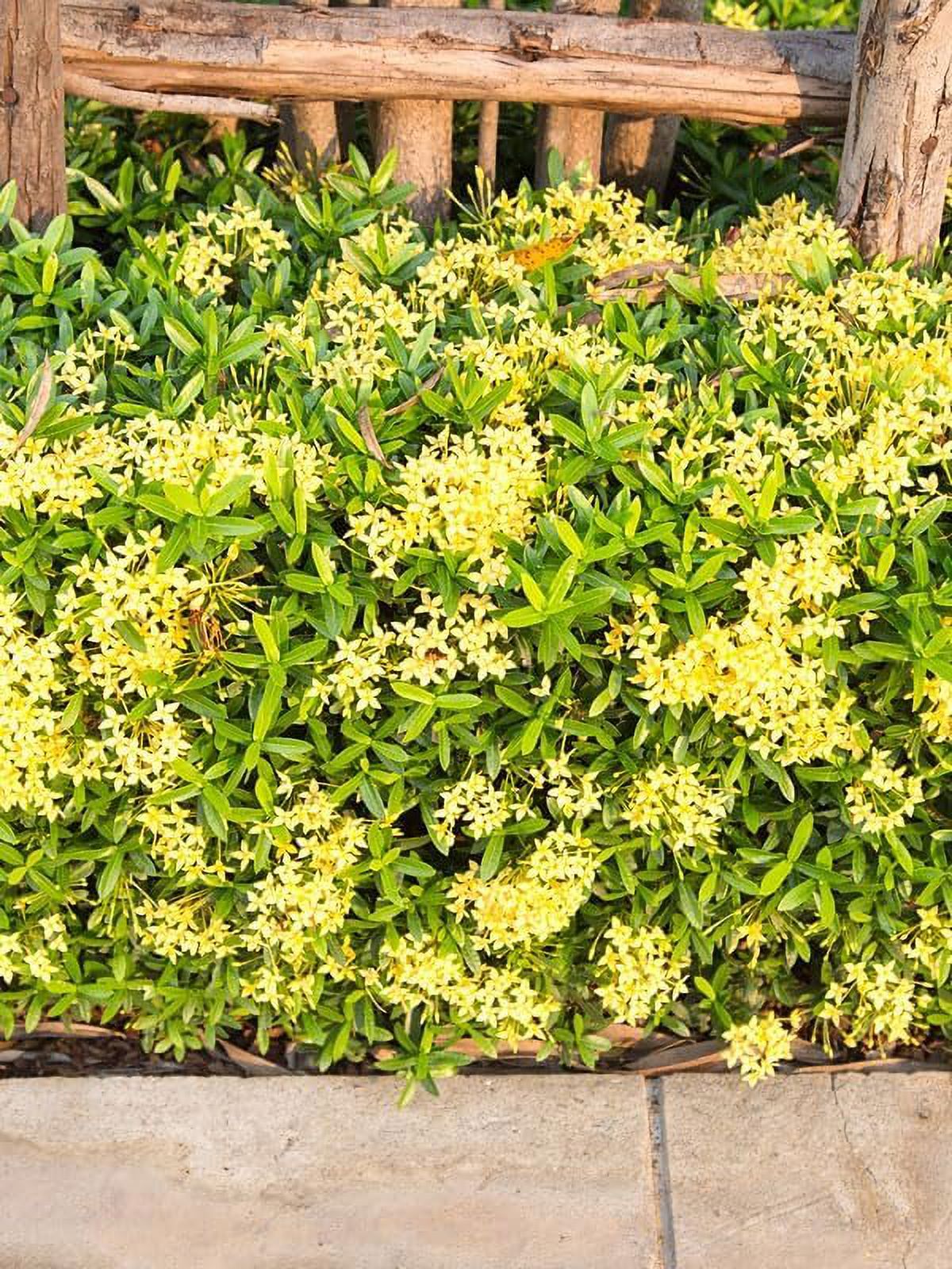 Ixora Yellow 1 Extra Large 3 Gallon Plant Ixora Chinensis Bright Garden ...