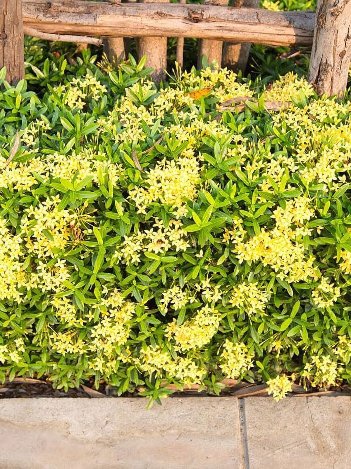 Ixora Yellow 3 Extra Large 3 Gallon Plants Ixora chinensis Bright ...