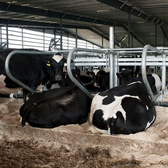 J&D Manufacturing End to End Splice Kit for Poly Brisket Tube - White ...