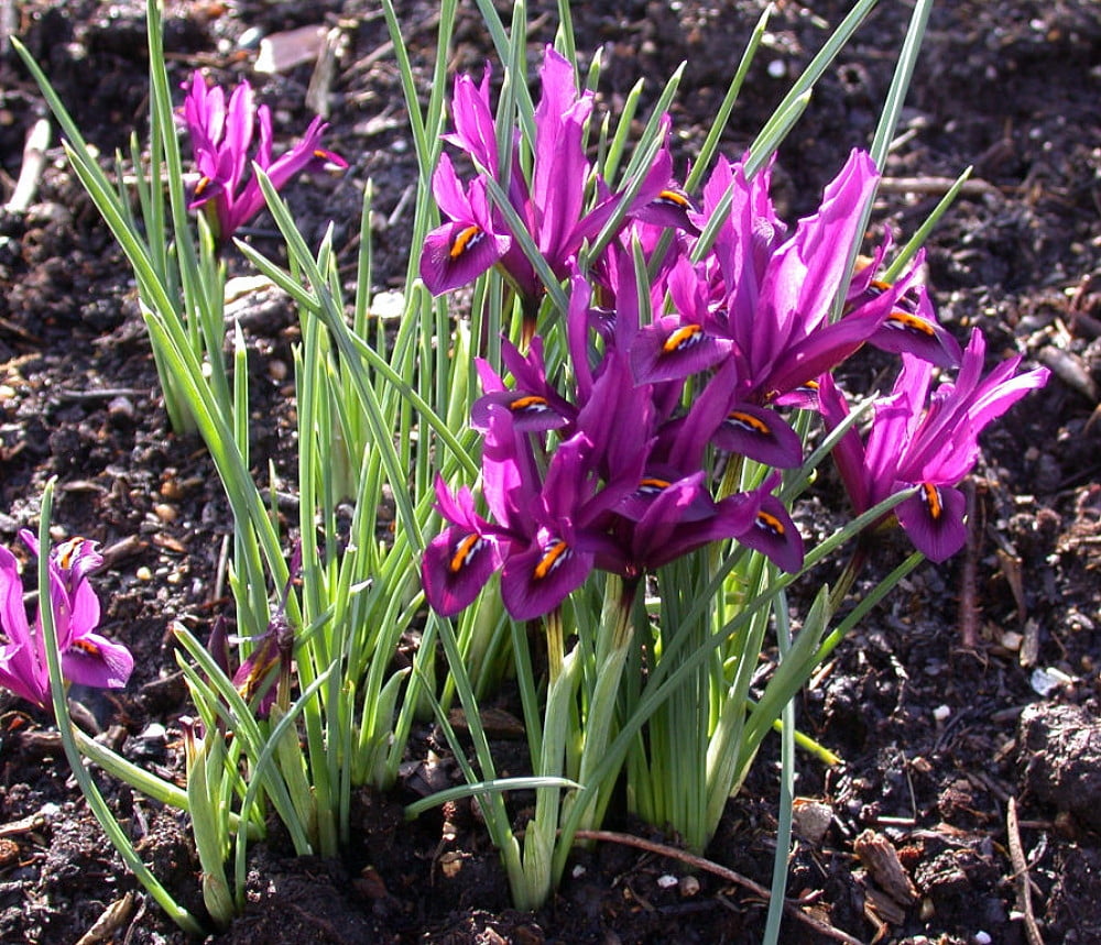 J.S. Dyt Rockgarden Iris 20 Bulbs - 5/+ cm Bulbs - Very Hardy ...