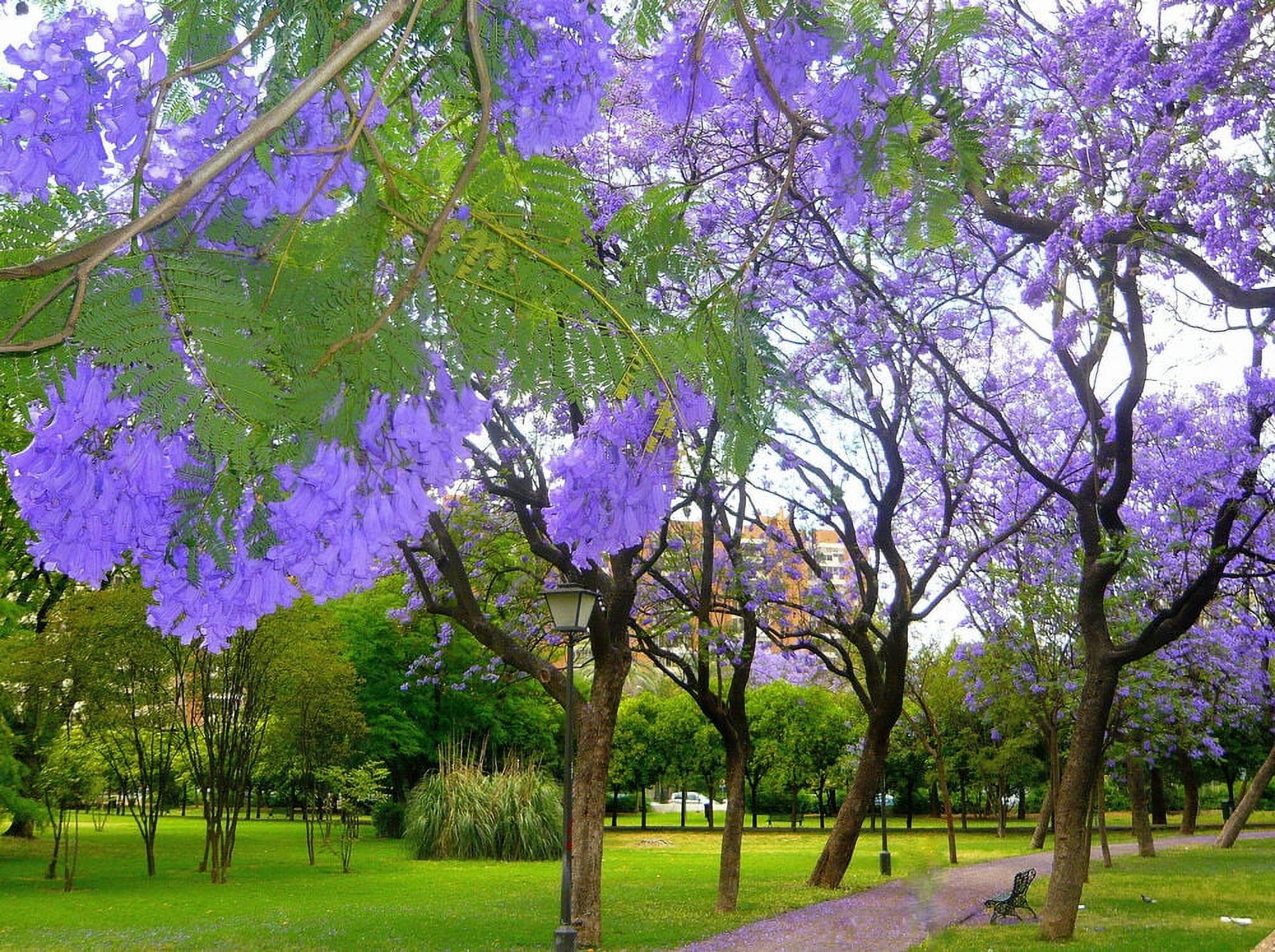 JACARANDA MIMOSIFOLIA, BLUE rare flowering tree flamboyan delonix seed ...