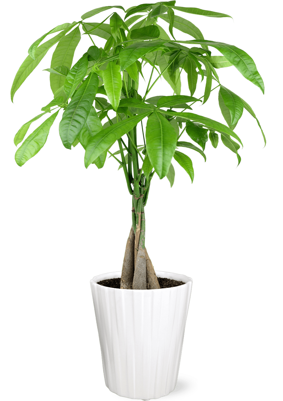 JAI 5IN MONEY TREE - PDC - Walmart.com