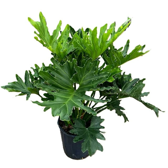 JARDIN LURIAM PHILODENDRUM SELLOUM 2 GAL - Walmart.com