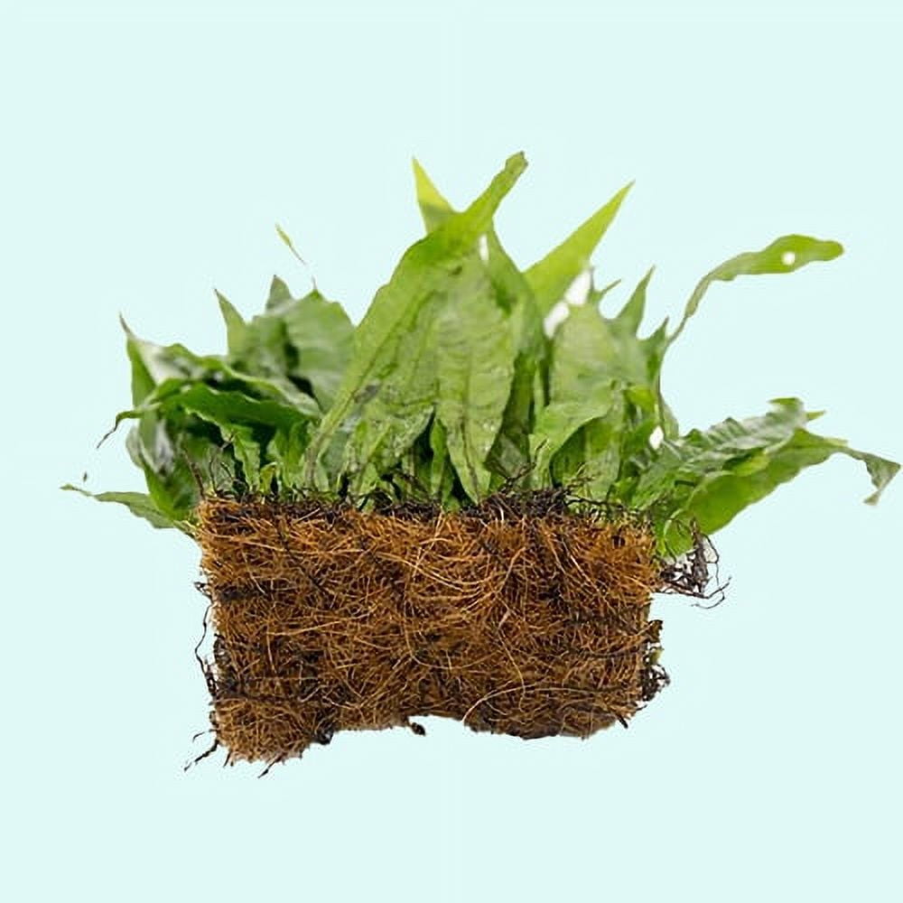 JAVA FERN Microsorum Pteropus Large Live Aquarium Plants - Walmart.com