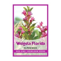10 BLEEDING HEART - PINK Old Fashioned Dicentra Formosa Shade Flower ...