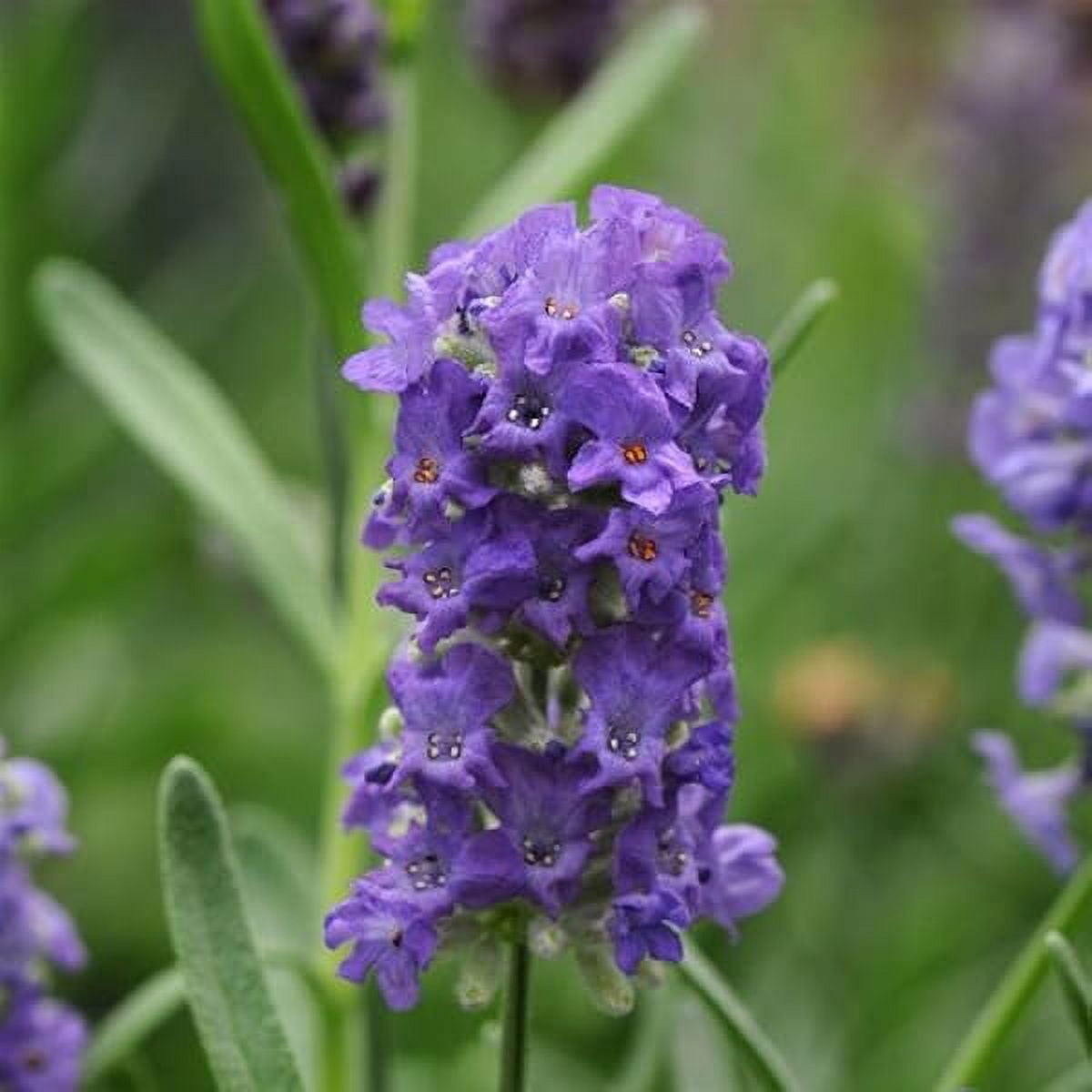 JD SON SEEDS COMPANY Cultivate Purple Perfection with 20 Lavender Elegance Seeds (5 pack ...