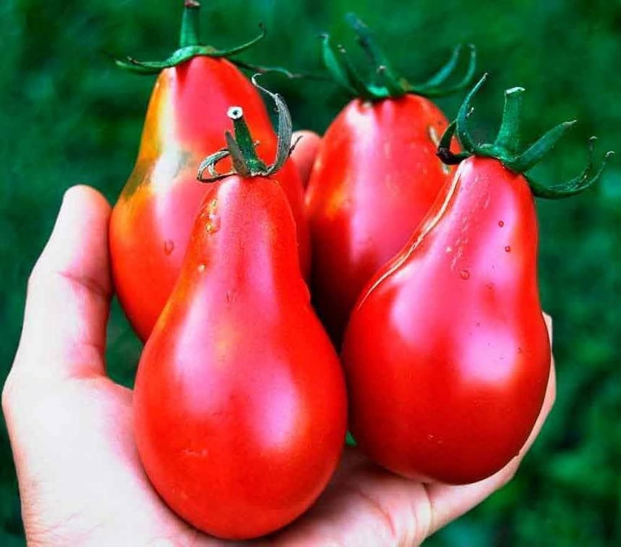 JD SON SEEDSCOMPANY Grow RED Pear Tomatoes: 125 Seeds for a Delicious ...