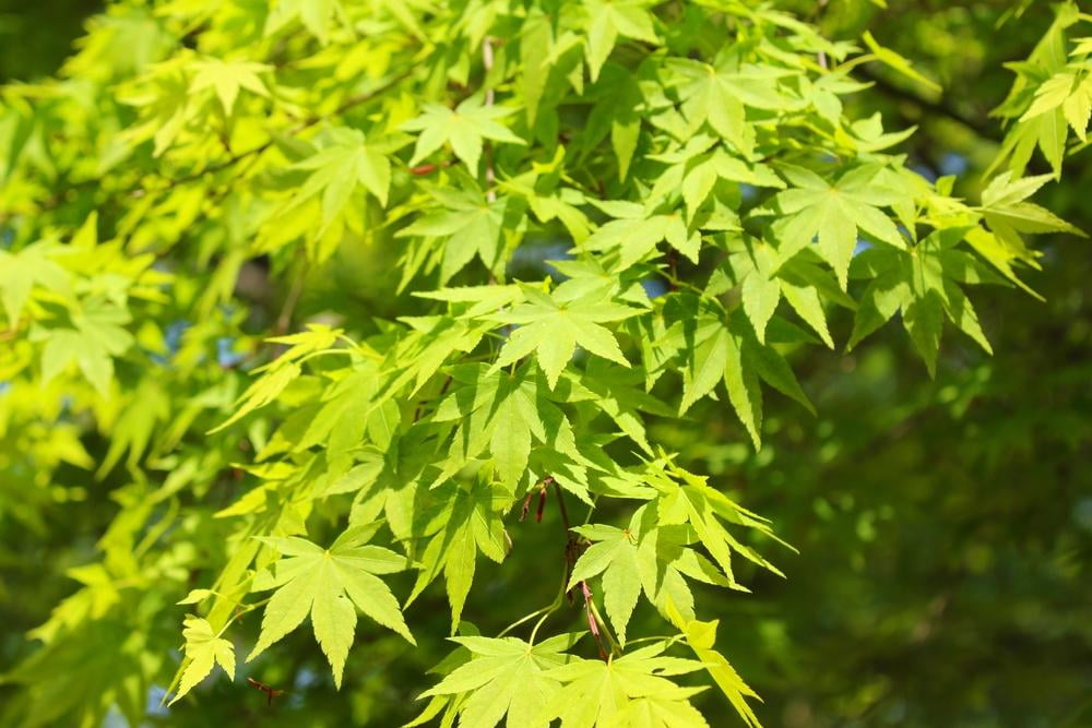 JD Son Seeds Company Fall Foliage Extravaganza - 25 Green Japanese Maple Tree Seeds (1 pack ...