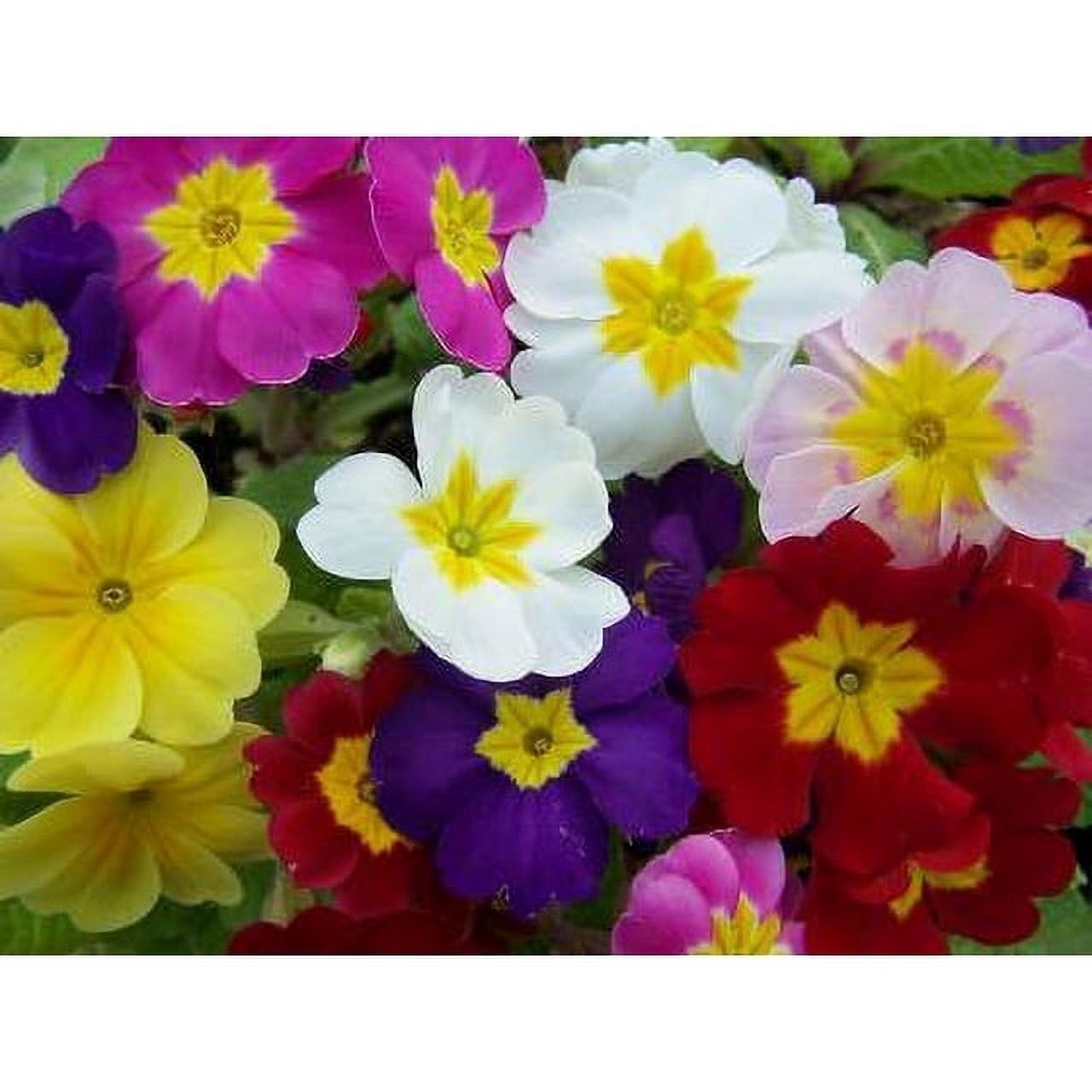 JD Son SeedsCompany Begin Your Indoor Garden with 75 English Primrose ...
