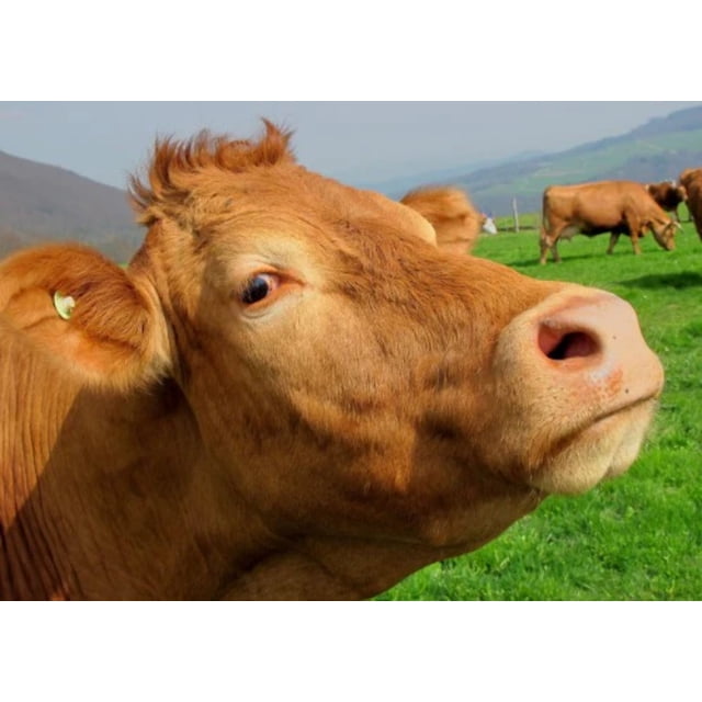 JERSEY COW GLOSSY POSTER PICTURE PHOTO PRINT cattle dairy bessie cool ...