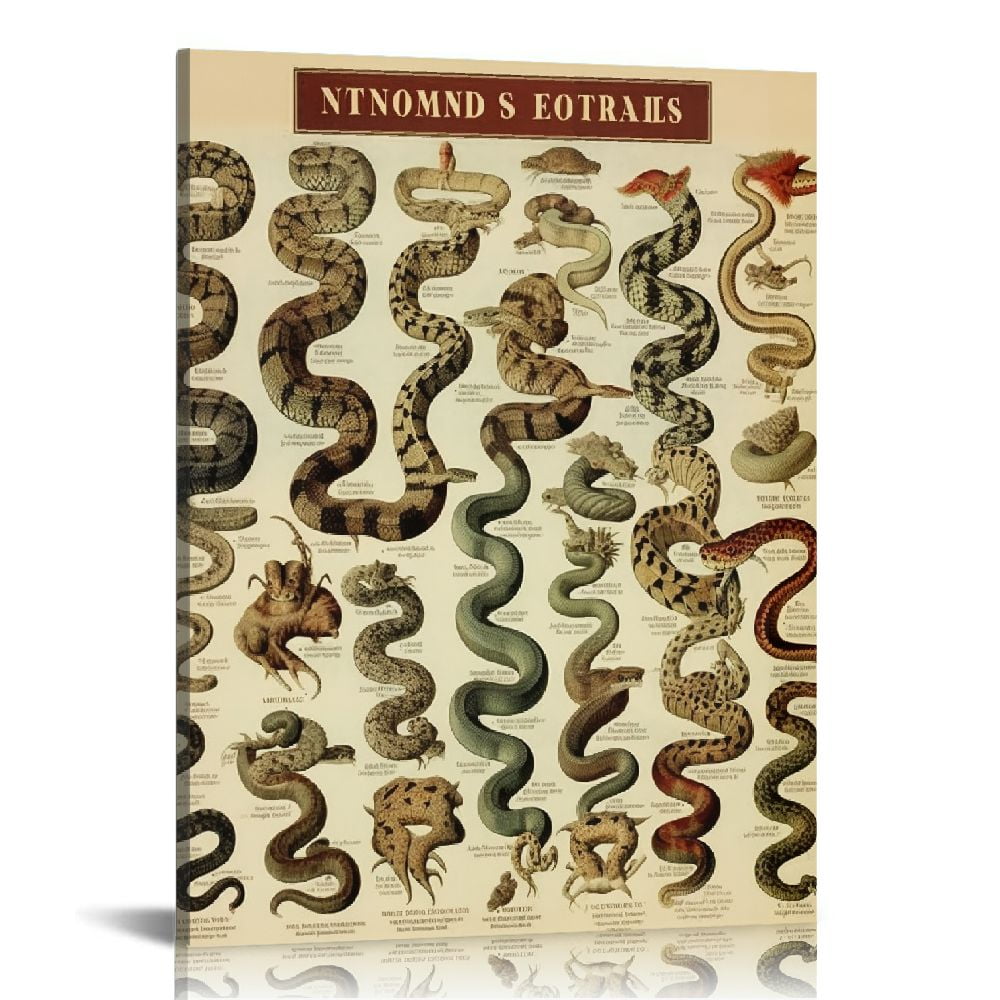 JEUXUS Snakes Identification Education Poster Modern Giclee Canvas Art ...