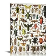 Insect Identification Educational 24 in x 36 in Posters, by Feenixx ...