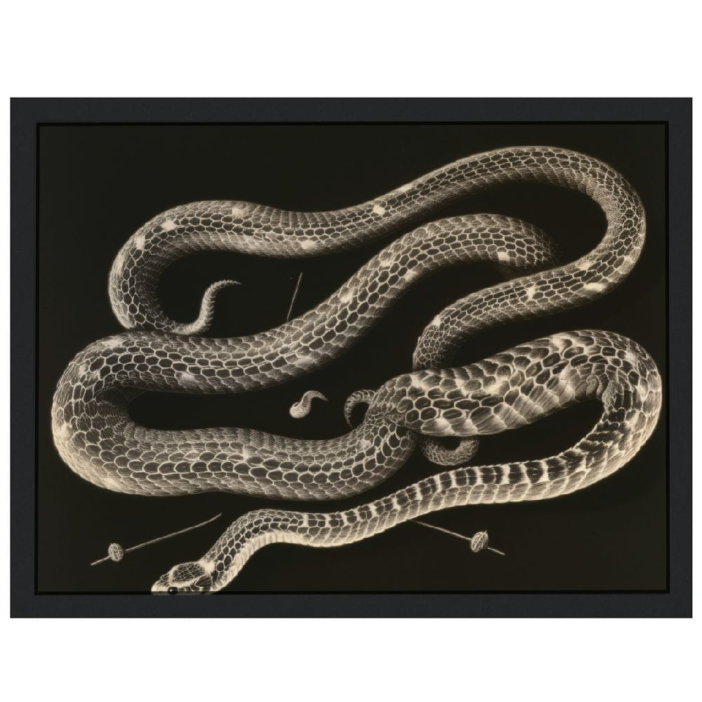 RUIYC Vintage Snake Poster - Retro Snake Print - Serpent Art - Reptile ...
