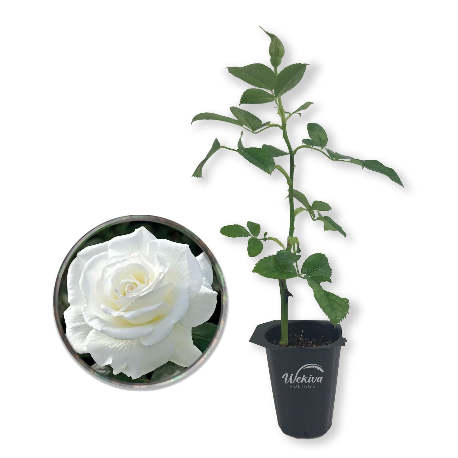 JFK Rose Bush - Live Starter Plant in a 2 Inch Growers Pot ...