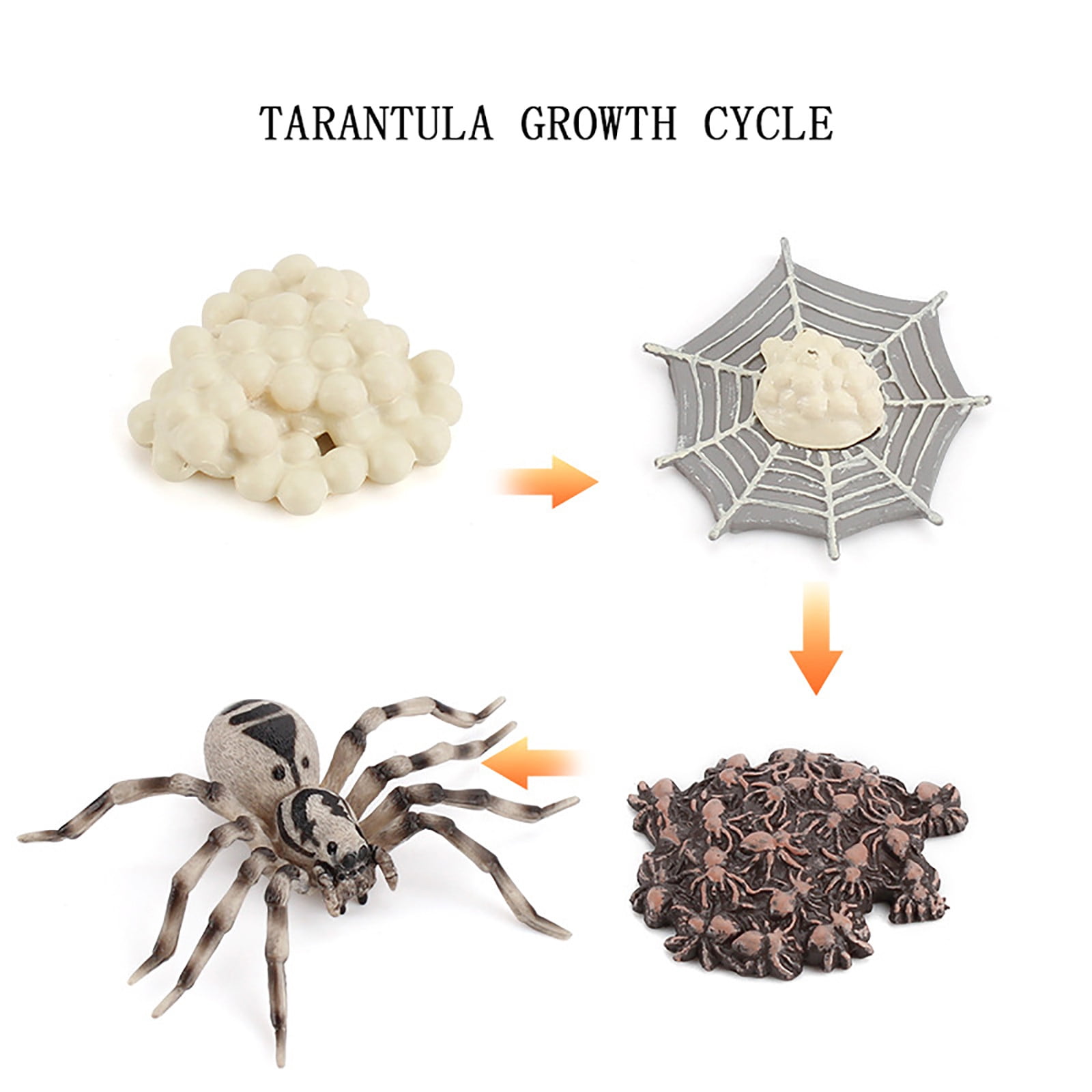 JGF844 Insect Growth Cycle Ornaments Spider-star Tarantula Bee Life ...