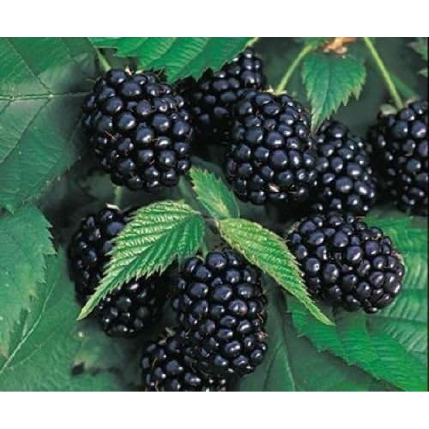 JGSP 2 Chester Thornless BlackBerry Plants, Organically Grown, Best in ...