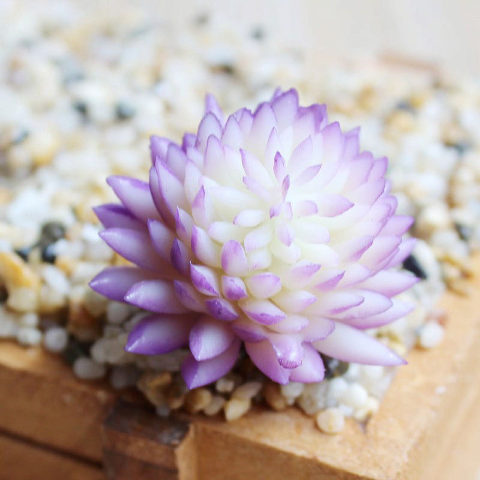 JINGT Artifical Plastic Succulent Plant Cactus Flower for Outdoor ...