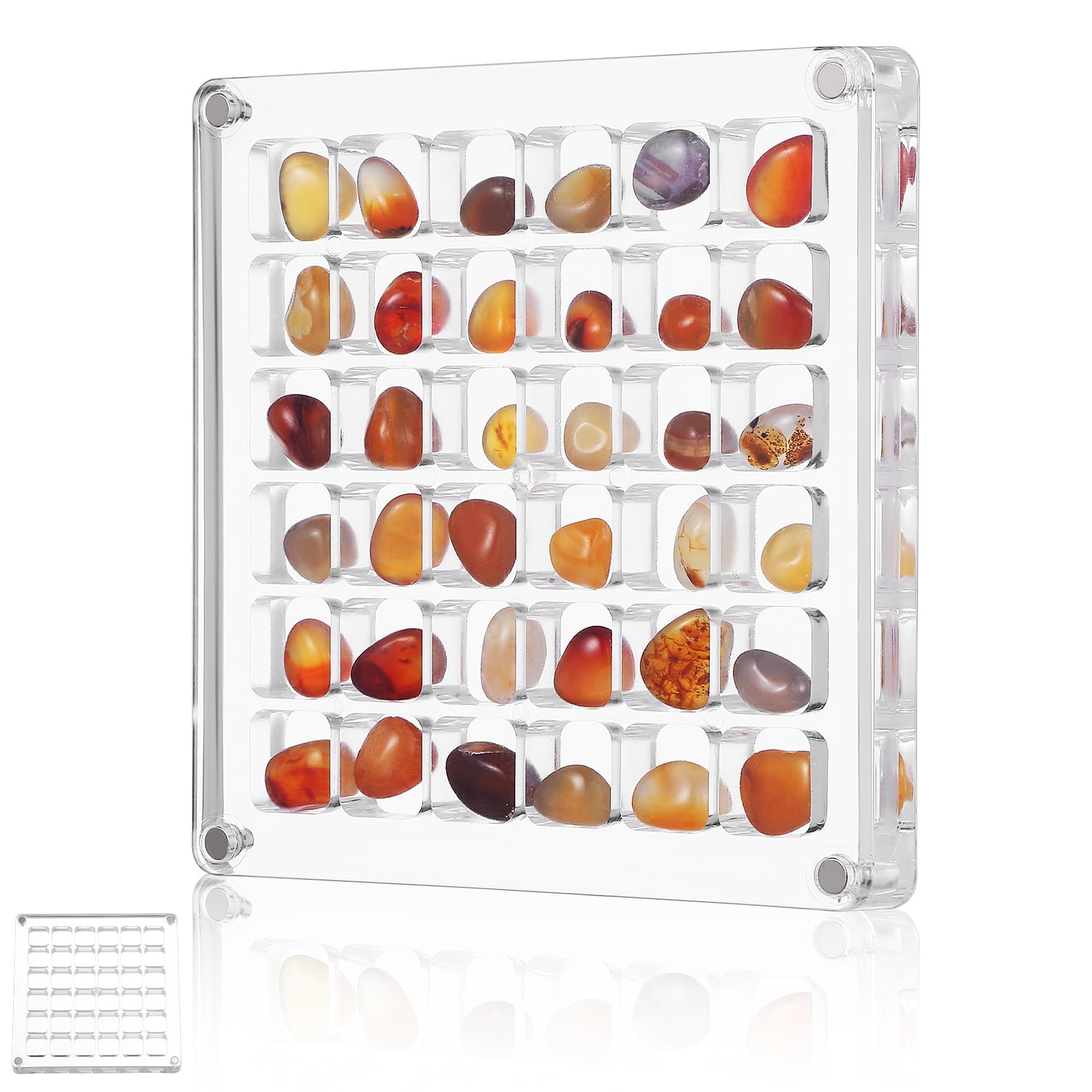 JINYUANN Clear Display Case Grid Display Case Seashell Holder Seashell ...