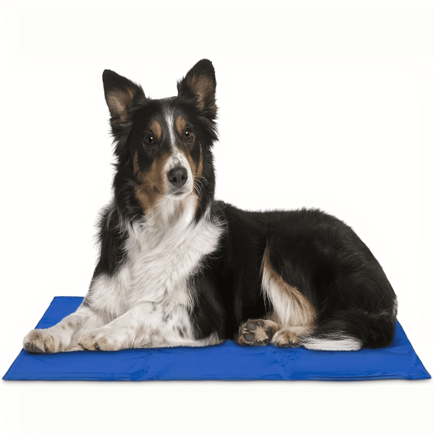 JINZHMQWL Non-Toxic Cooling Gel Pet Mat - Instant Relief for Dogs ...