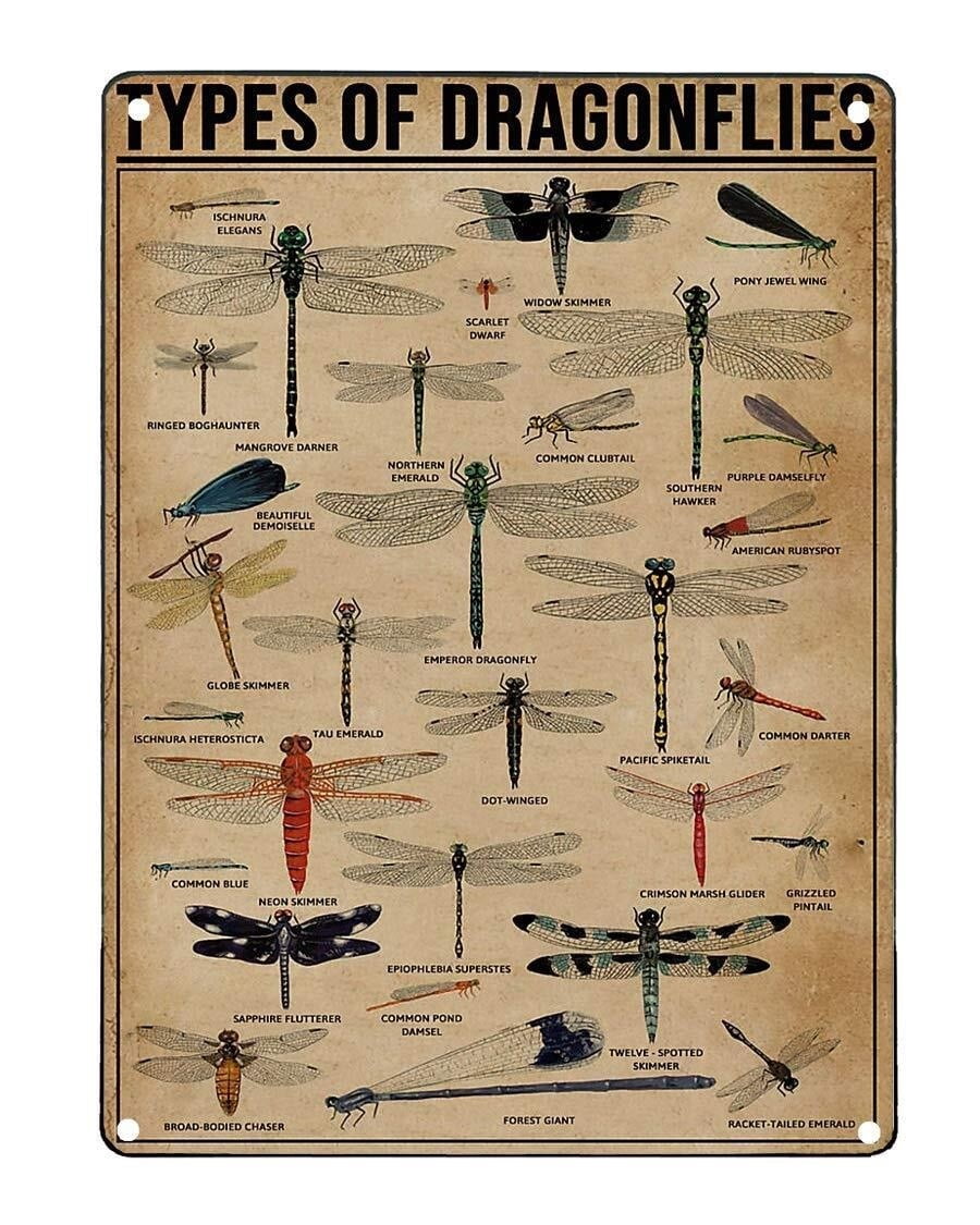 JIUFOTK Types Of animal Posters animal Knowledge Popular Science Guide ...