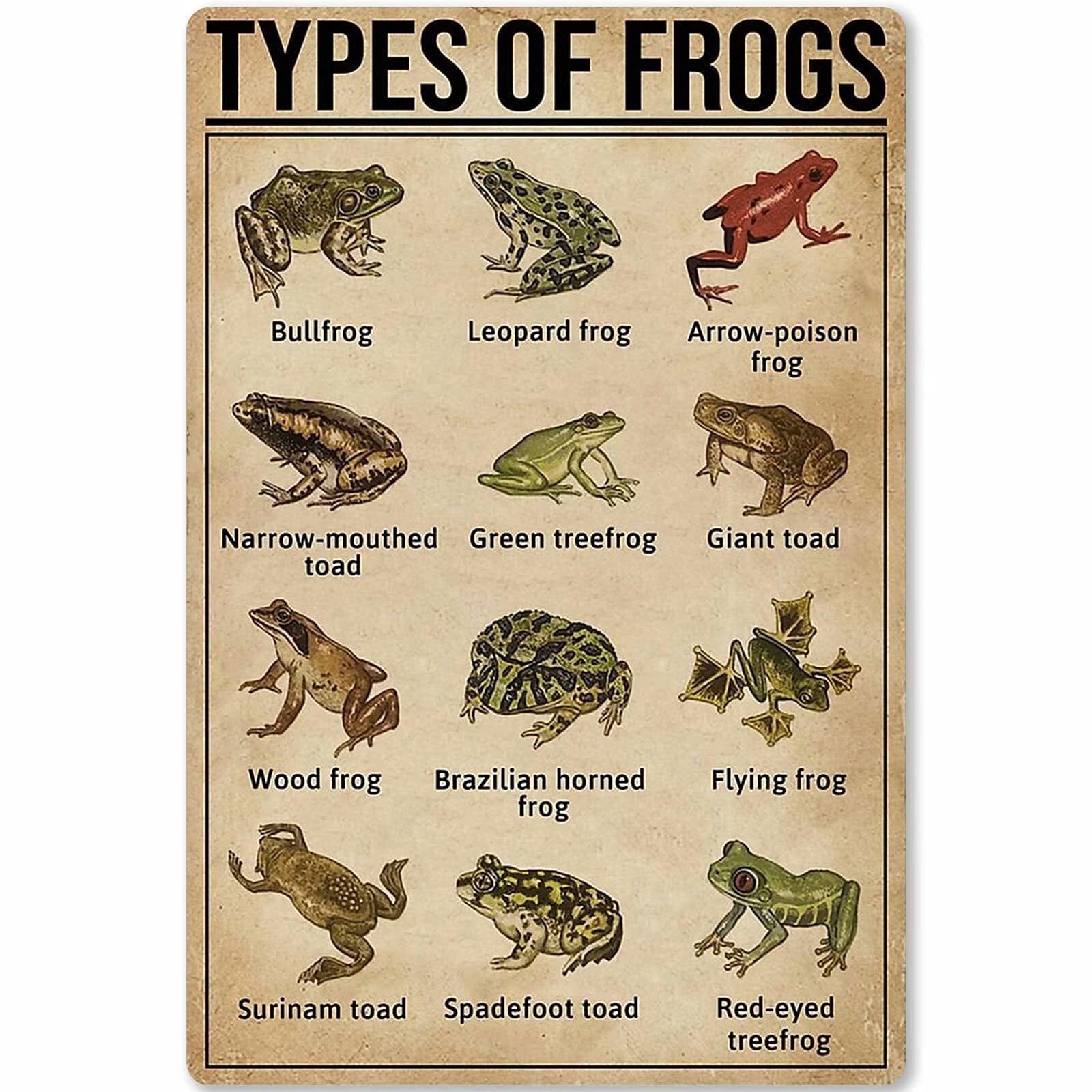JIUFOTK Types Of animal Posters animal Knowledge Popular Science Guide ...