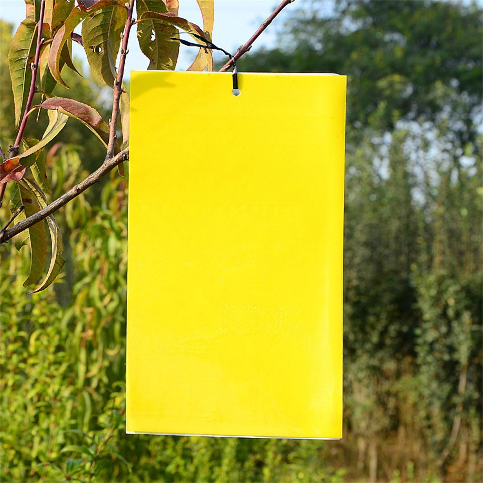JLLOM Eco-Friendly Double Sided Sticky Traps，50 Pack 9.8×7.9in Safe ...