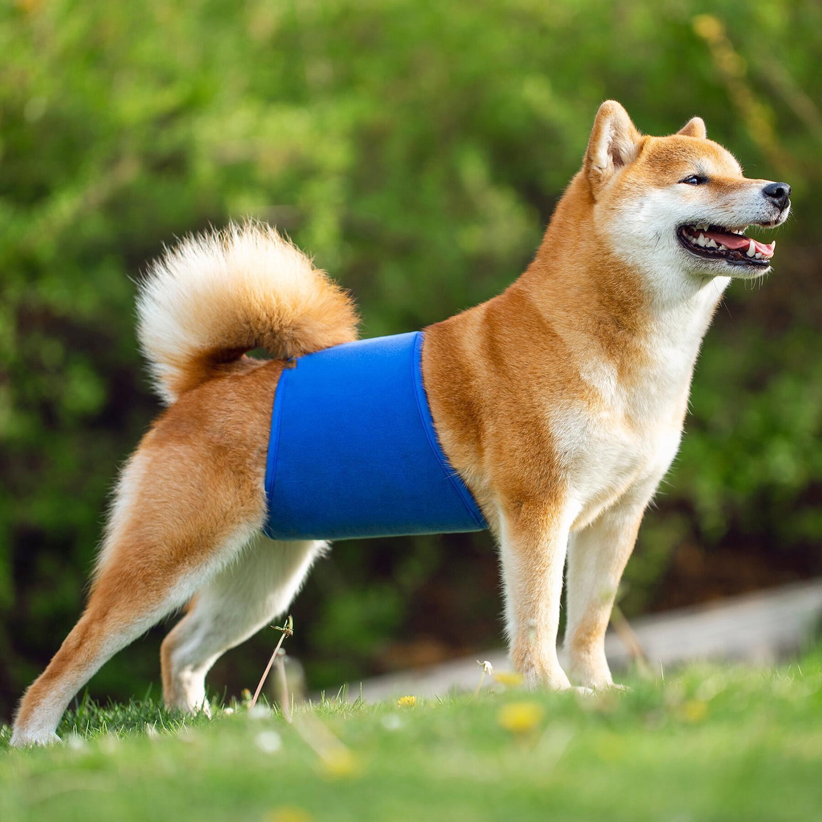 JQQ Premium Washable Dog Belly Bands Male Dog Diapers, Dog Marking Male ...