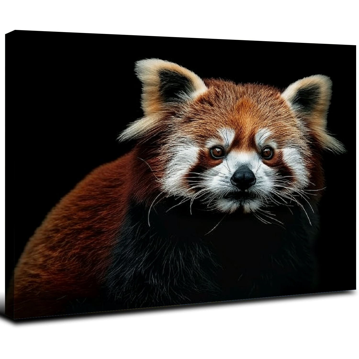 JRXY Canvas Wall Art Red Panda Poster Pictures Wall Decor Animal Prints ...