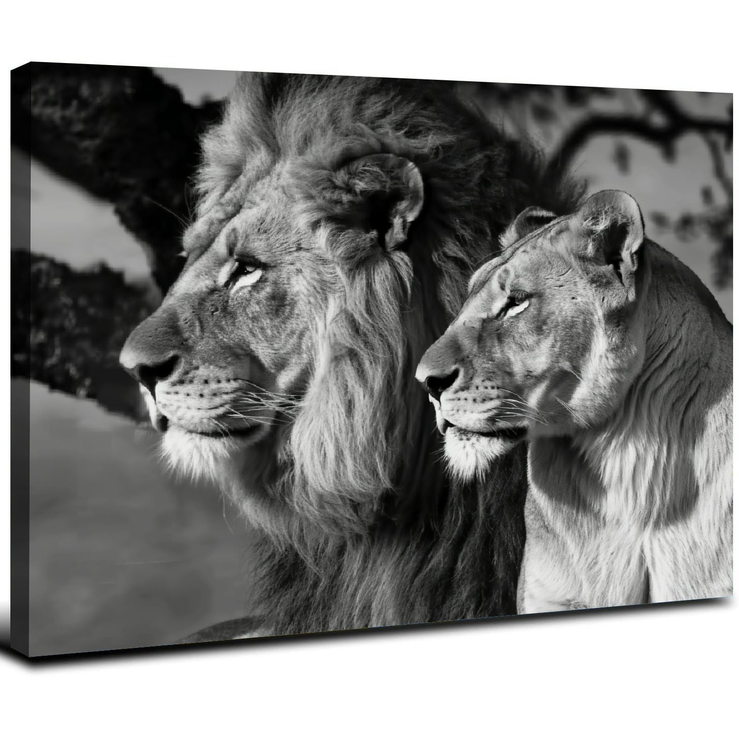 Lion And Lioness Wall Art