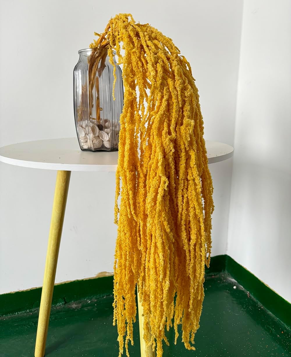 JUNY 5 Pieces Amaranthus Flower Dried Preserved Bleached Wisteria ...