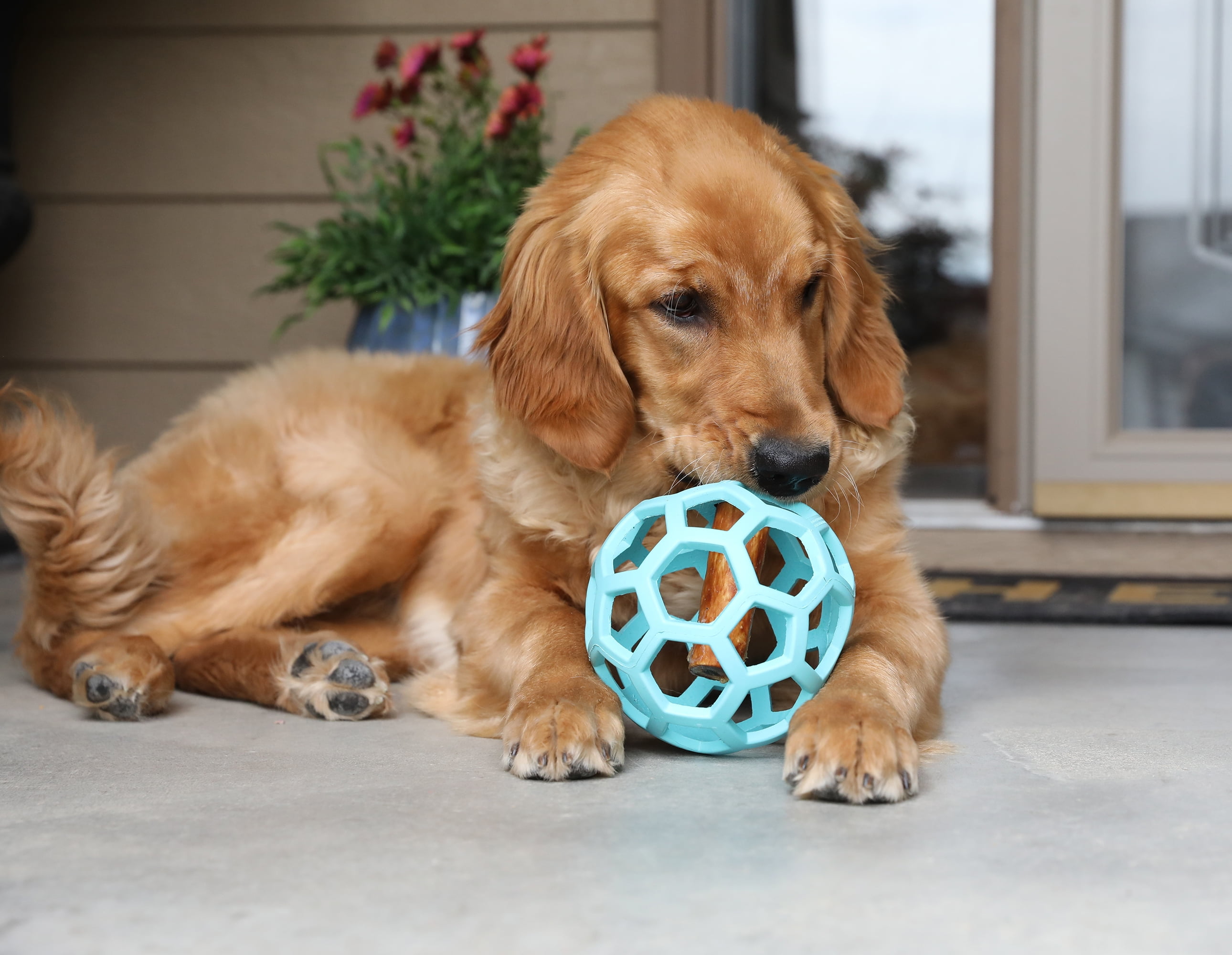JW HOL-ee Roller™ Tug and Fetch Treat Dispenser Puzzle Ball Dog Toy ...