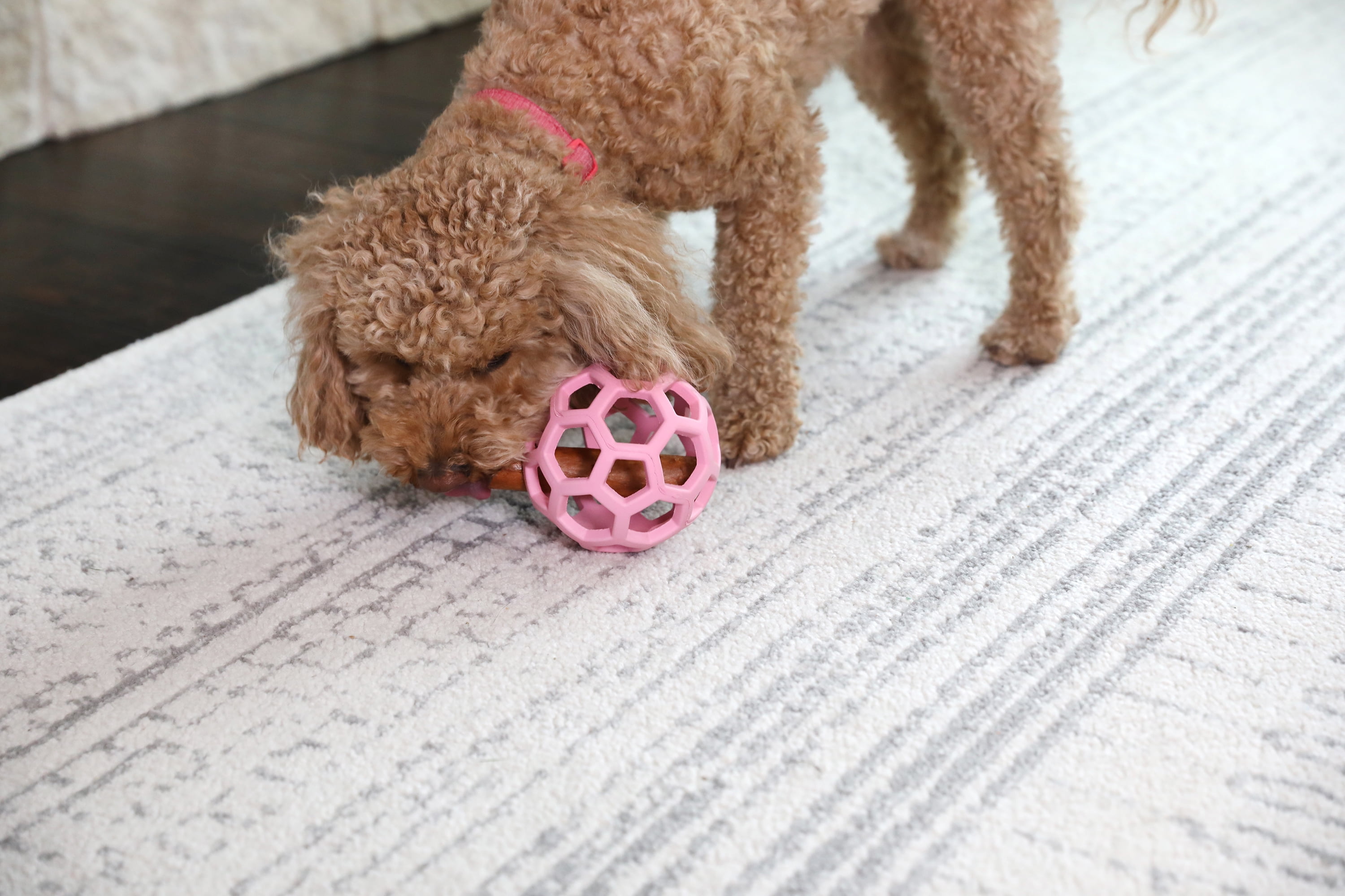 JW HOL-ee Roller™ Tug and Fetch Treat Dispenser Puzzle Ball Dog Toy ...