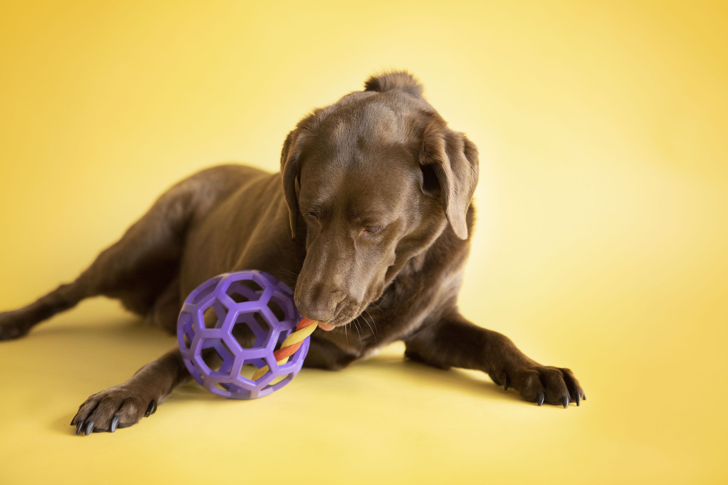 "JW Pet Hol-ee Roller Large Rubber Dog Toy - Treat Dispensing, Fetch ...