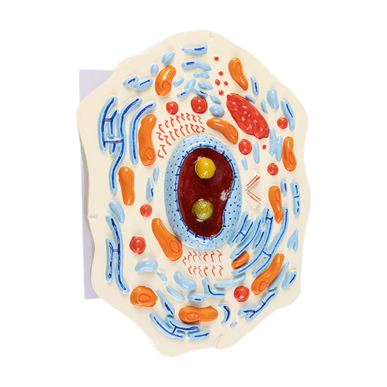 JWQFBC Cell Model Stem Kit Microscopic Structure Teaching Aid Display ...