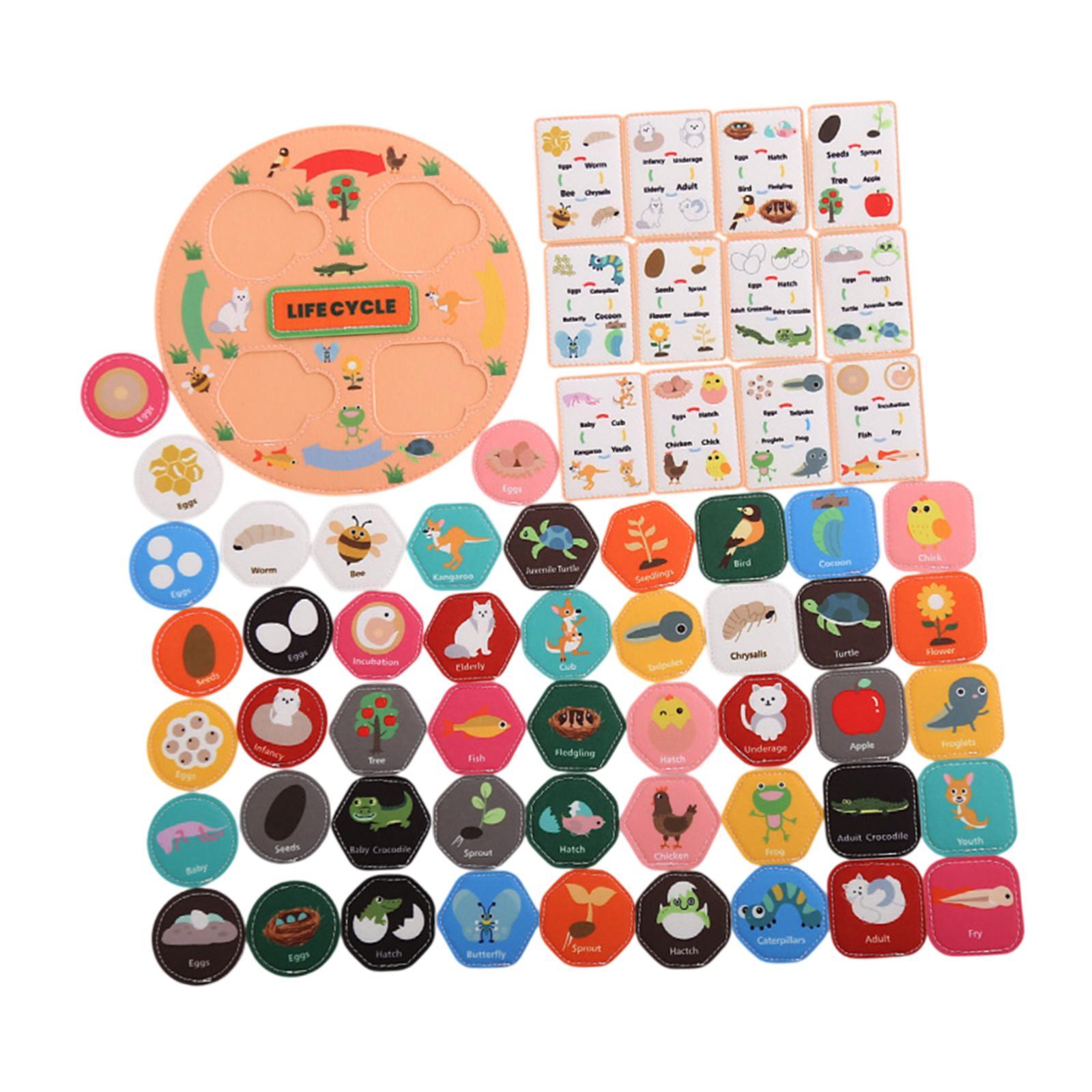 JWQFBC Food Chain Party Favors Science Kits Life Cycle Kit Food Web ...