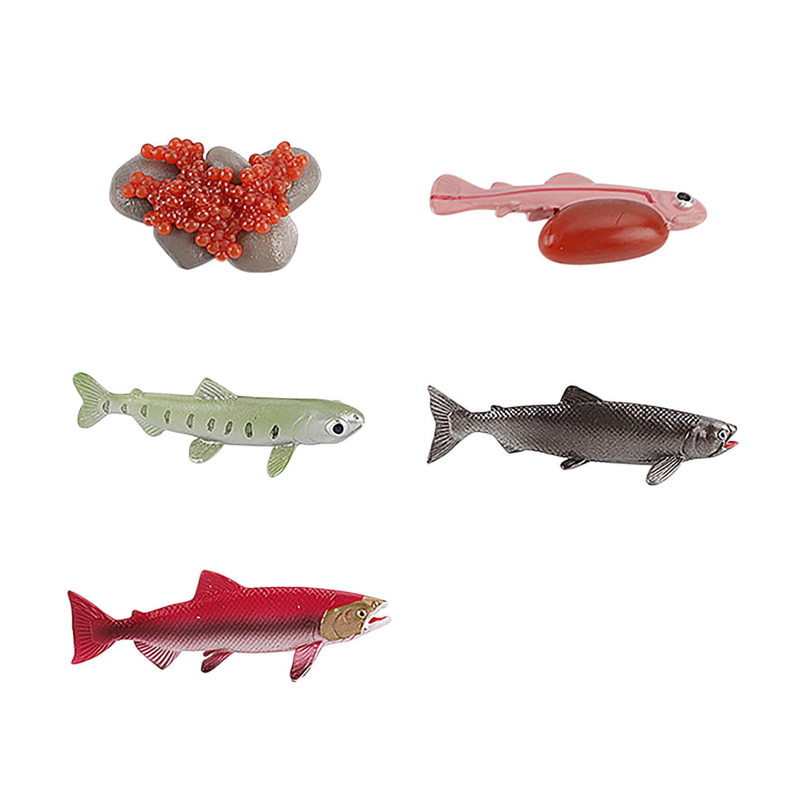 JZCHUNTOY 4 - Piece Fish Life Cycle Plastic Figure Set - Educational ...